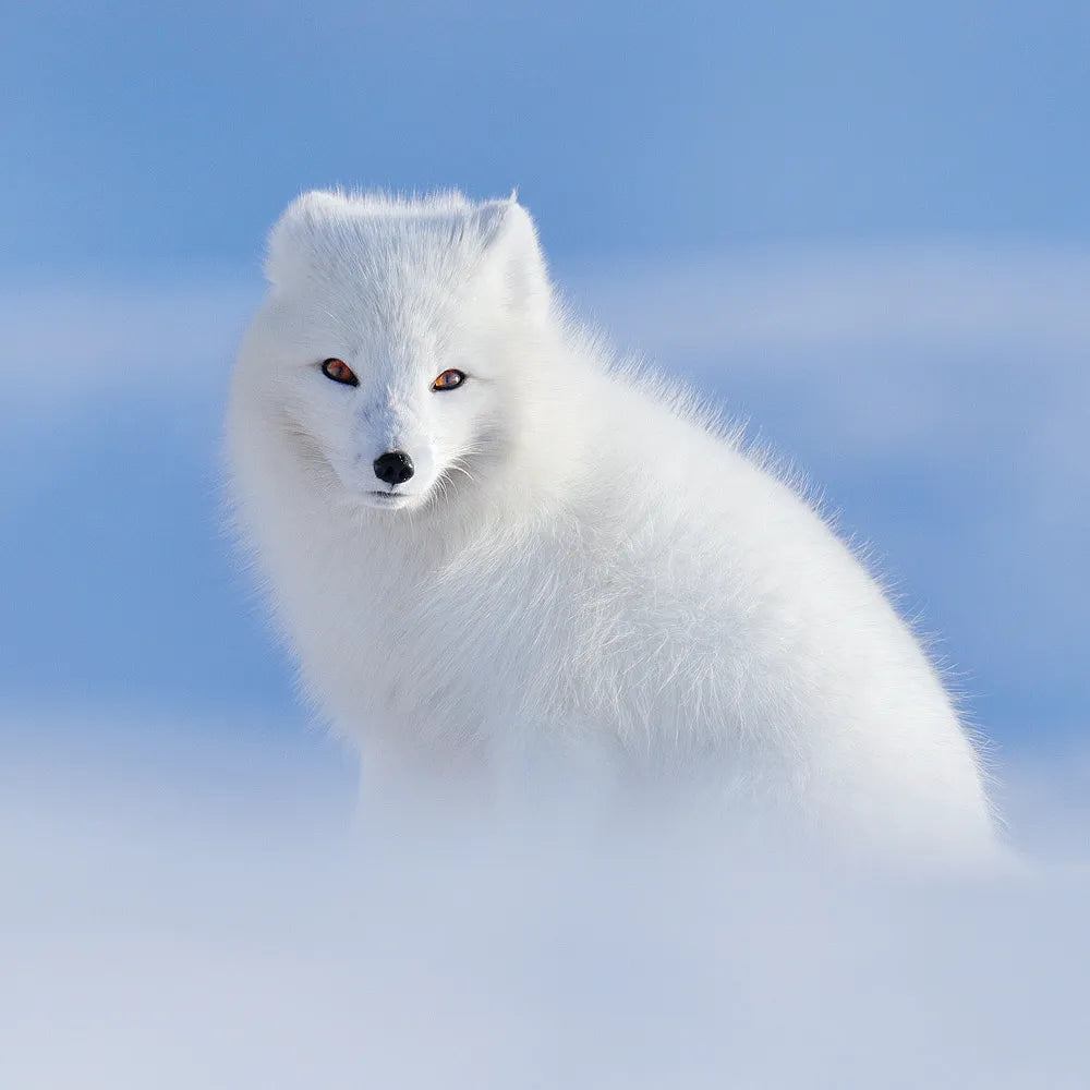 Arctic Fox Wall Art – For You Fabric